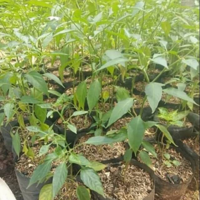 Jual Bibit pohon cabe keriting pohon cabe kriting | Shopee Indonesia