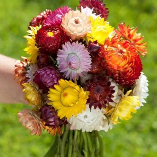 Jual Benih Bunga Helichrysum Double Mixed. | Shopee Indonesia