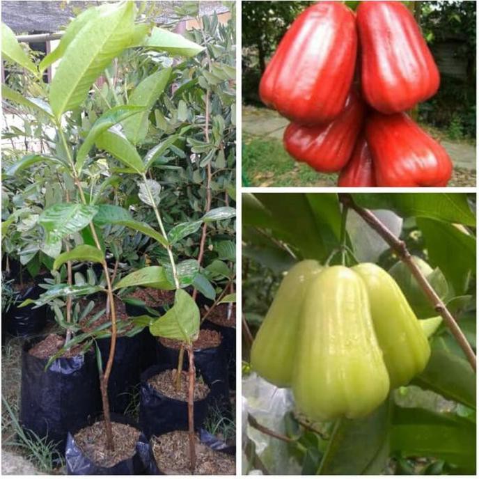 Jual Fix Grade A - 2 Bibit Jambu Air Madu Deli Hijau Dan Citra Jumbo ...