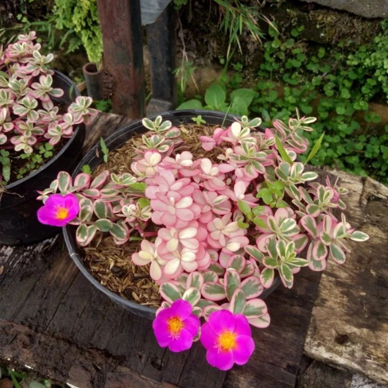 Jual gelang variegata pink tanaman hias bunga | Shopee Indonesia