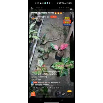 Jual paket aglonema Ruby ganti buterfly | Shopee Indonesia