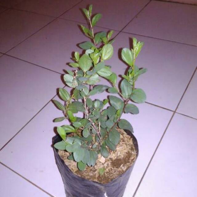 Jual Tanaman Bidara Arab asli - pohon bidara - Batang Merah | Shopee ...