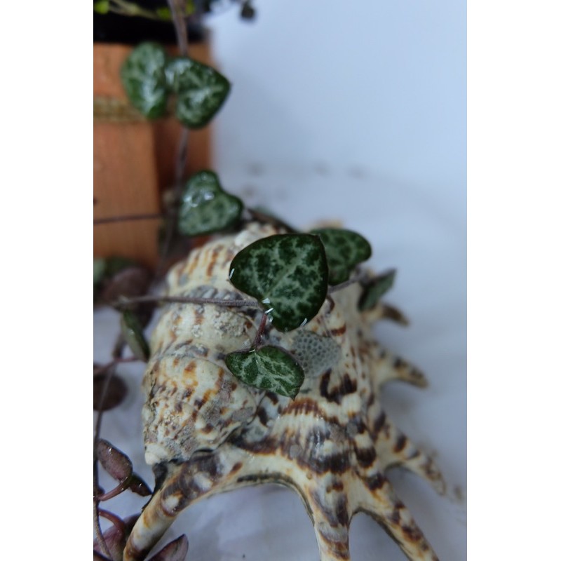 Jual String of heart aka String of love suculent | Shopee Indonesia