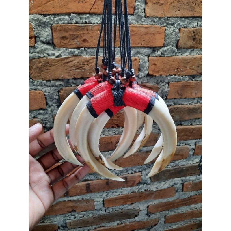 Jual Kalung Taring Babi Etnik Dayak Isi 10 Pcs | Shopee Indonesia