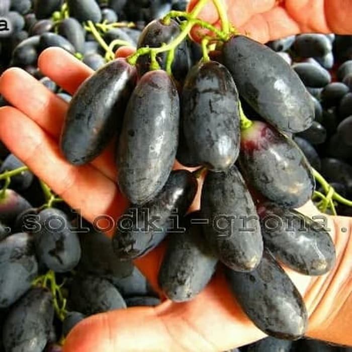 Jual Asli bibit anggur import velika Original | Shopee Indonesia