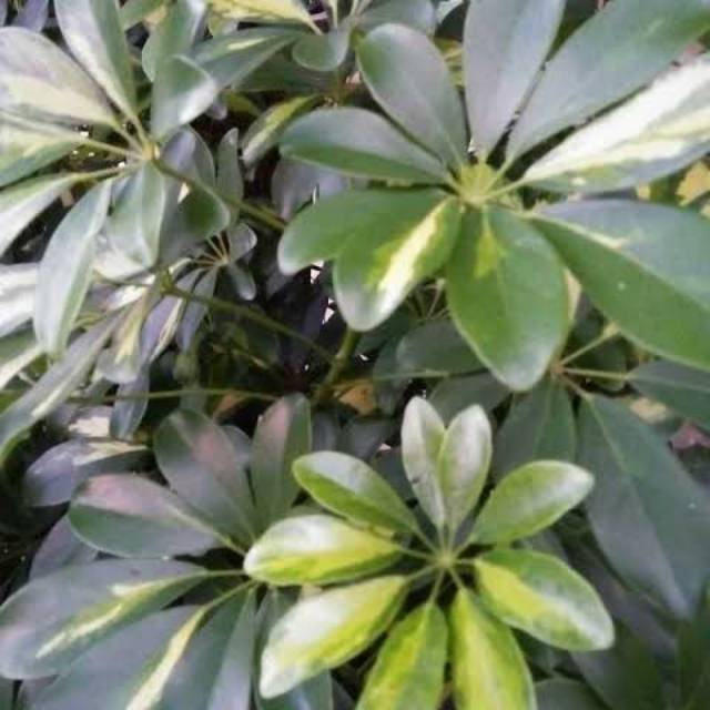 Jual Tanaman Hias Indoor Wali Songo Hijau | Shopee Indonesia