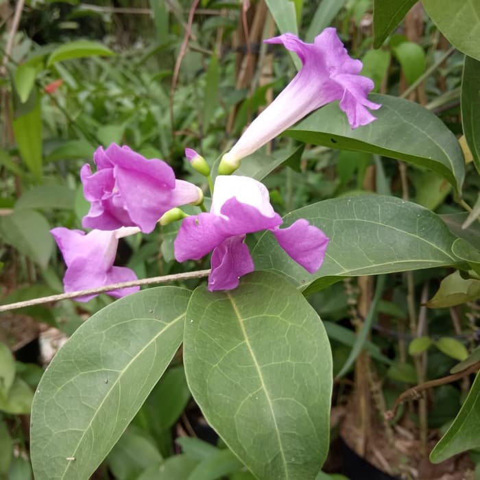 Jual tanaman rambat bunga stepanut ungu - bibit pohon rambat stepanut ...