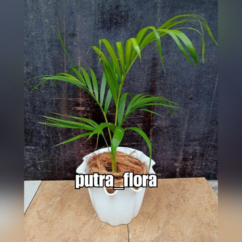 Jual tanaman palm kuning palem kuning | Shopee Indonesia