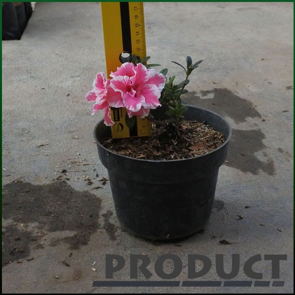Jual Tanaman hias Azalea bunga merah putih tumpuk | Shopee Indonesia