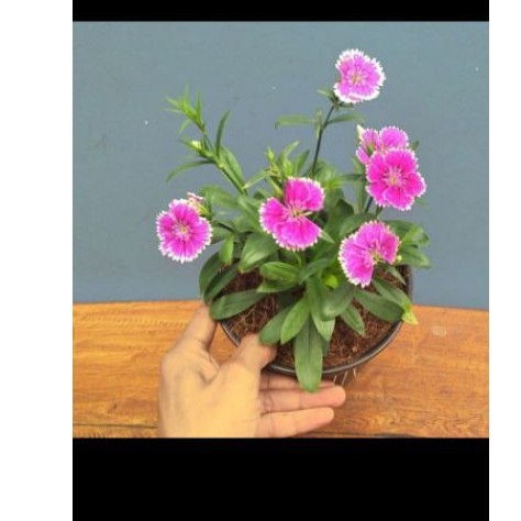 Jual tanaman hias anyelir/bunga anyelir | Shopee Indonesia