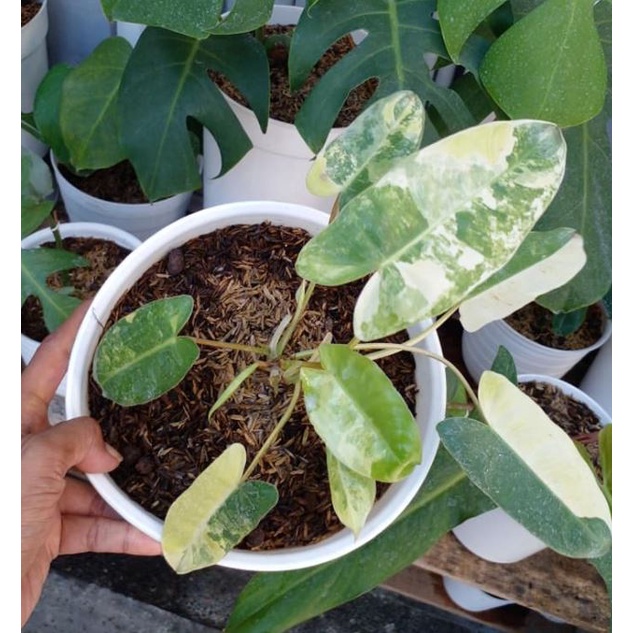 Jual tanaman hias bunga Philo Burlemax Variegata atau brekele variegata ...