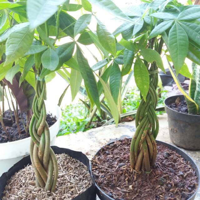 Jual money tree lucky tree pachira pohon uang lucky tree hokky tree ...