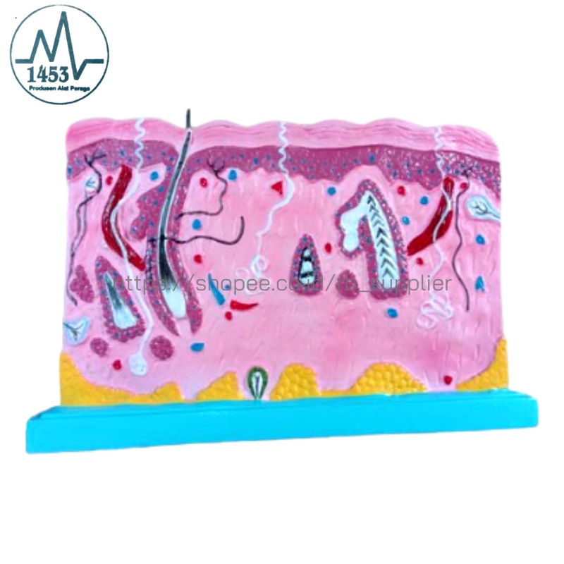 Jual Torso Kulit-Phantom/Manikin/Manekin Model Kulit Manusia | Anatomi ...