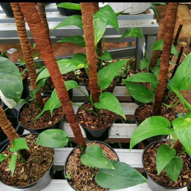 Jual Tanaman Hias Epipremnum Pinatum variegata | Shopee Indonesia