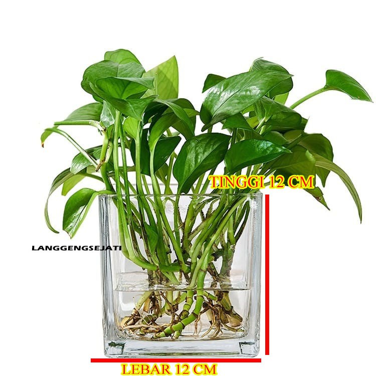 Jual VAS BUNGA KACA BENING KOTAK | VAS TANAMAN AIR | VAS BUNGA KACA ...