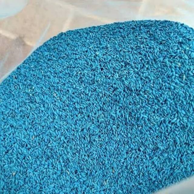 Jual Benih Biji Rumput Lapangan atau stadion garansi tumbuh per kg ...