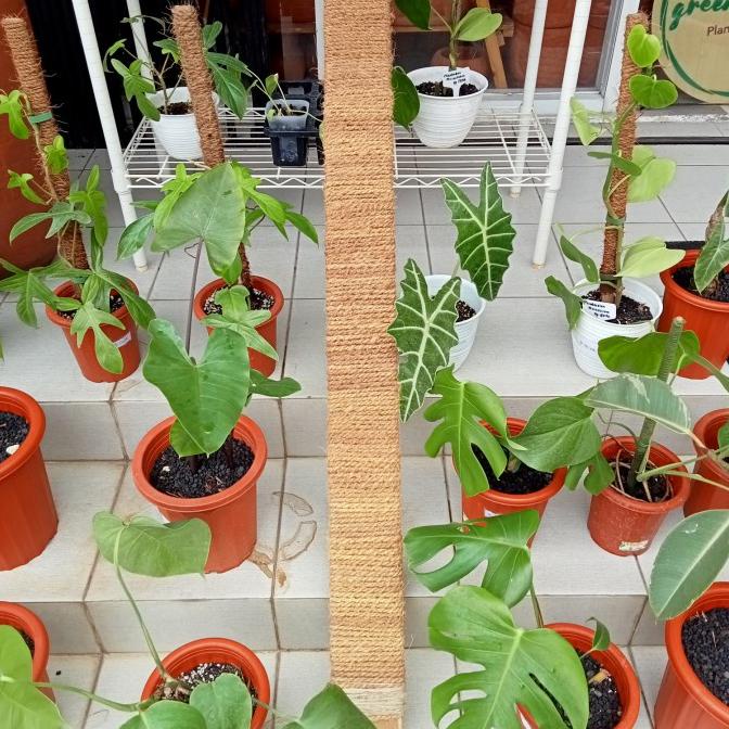 Jual PAPAN KAYU LEBAR TANAMAN RAMBAT/ TURUS MEGA GREENOPLANTS TINGGI ...