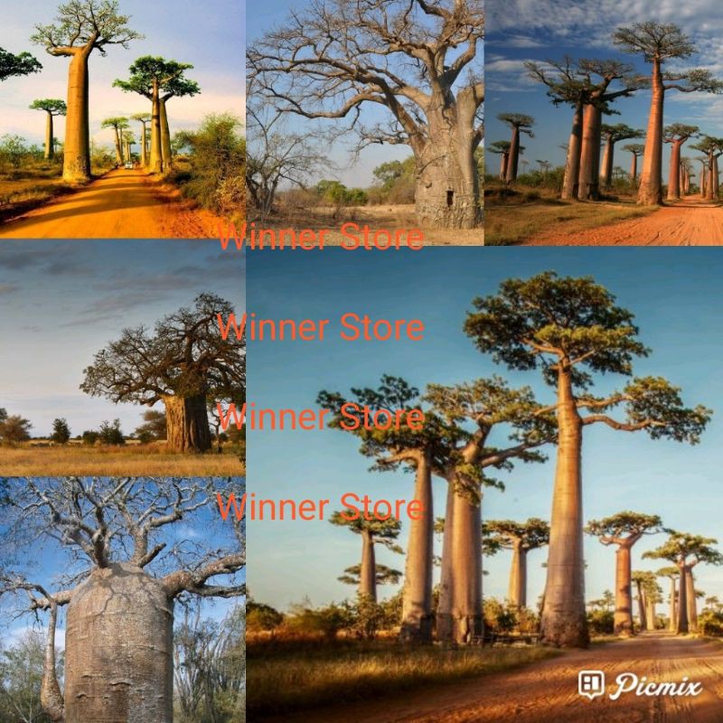 Jual Bibit Benih Baobab (1 Butir) | Shopee Indonesia