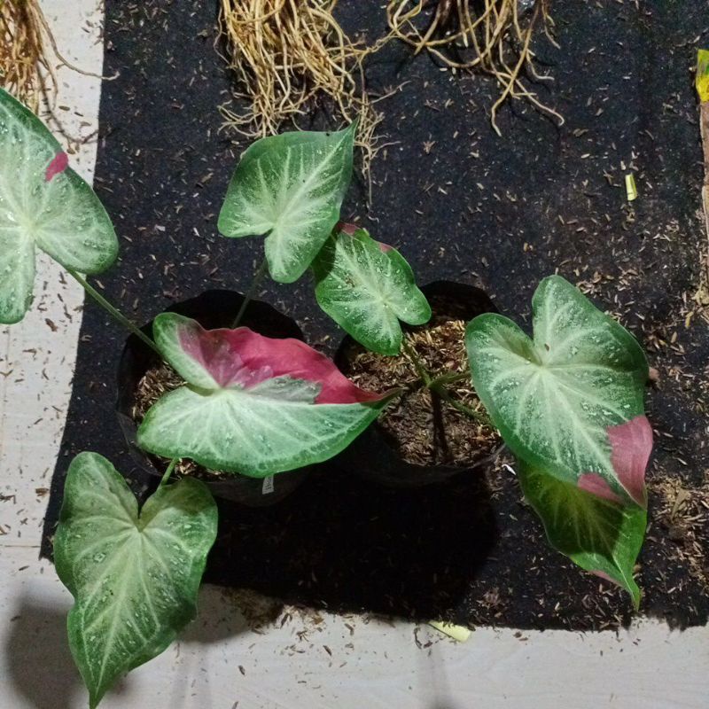 Jual kladi cet tumpah | Shopee Indonesia