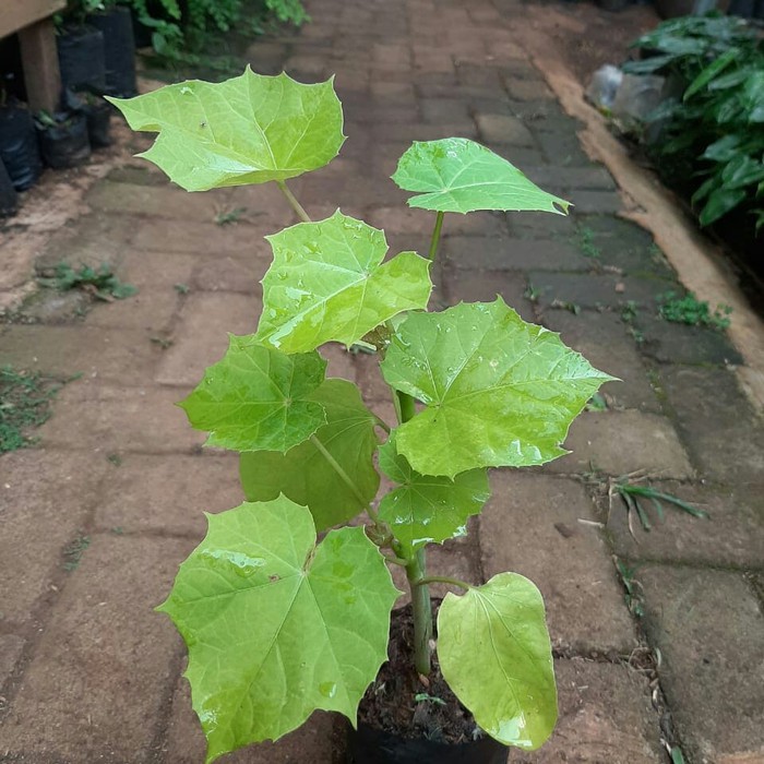 Jual pohon jarak - bibit pohon jarak pagar – tanaman jarak | Shopee ...