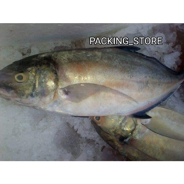 Jual Ikan Kuwe Segar Ikan Kuwe Lilin 2/5 ekor / Ikan Fresh Laut GARANSI ...