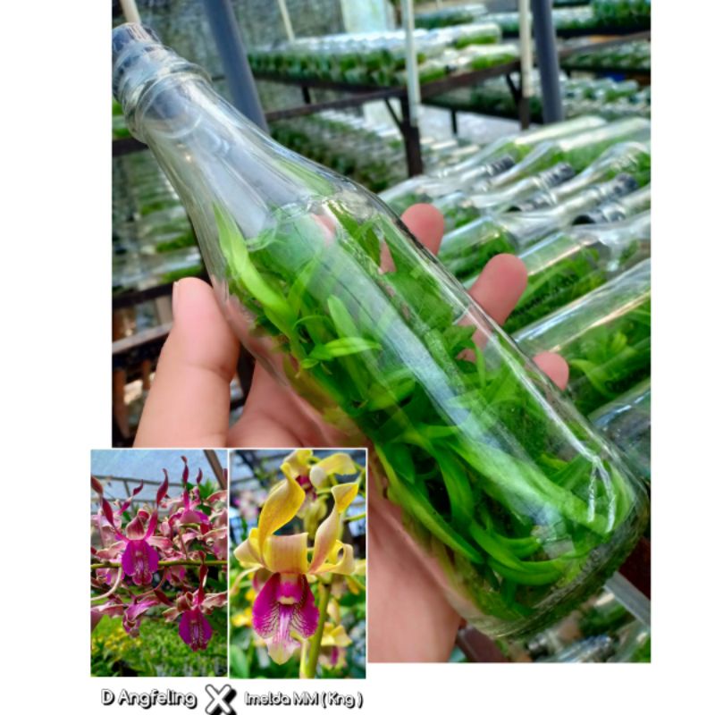 Jual bibit dendrobium botol mlintir sundul botol ( Angfeling X imelda ...