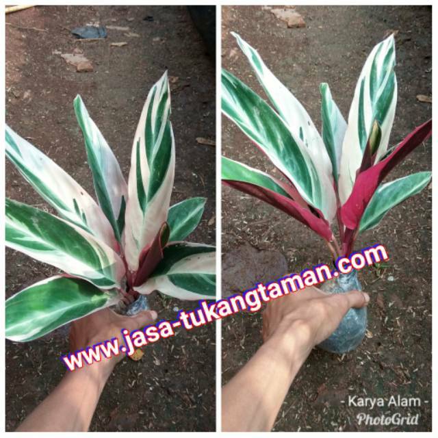 Jual Tanaman hias calathea triostar / tanaman calathea multicolour ...