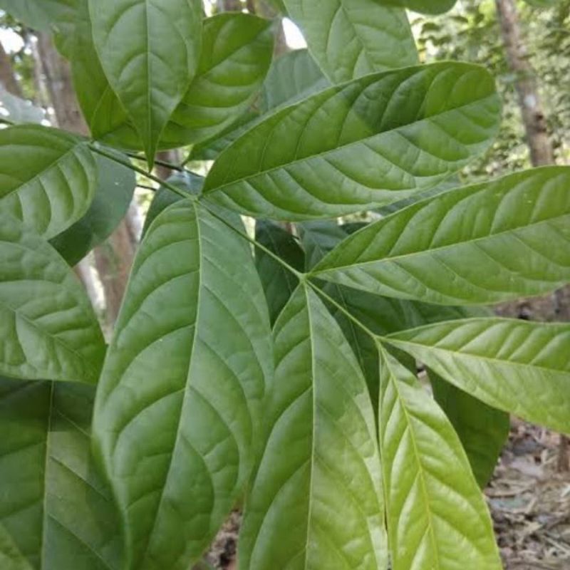 Jual [DAUN HERBAL]DAUN PENCEGAH PERKEMBANGAN KANGKER/DAUN MAHONI 100 ...