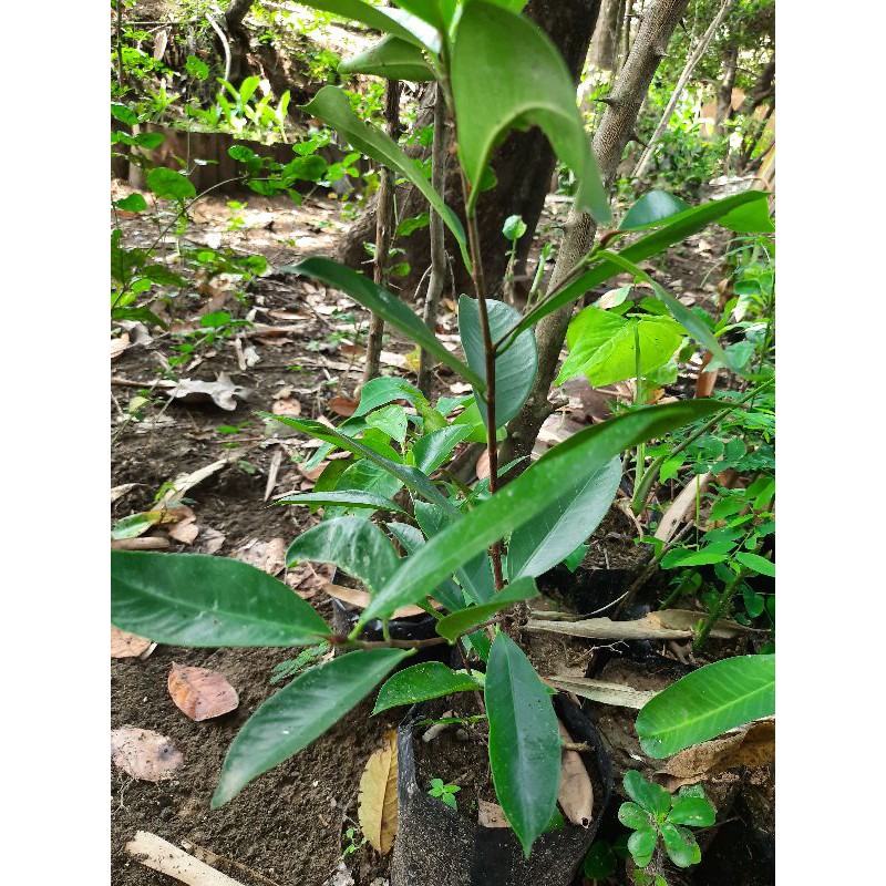 Jual bibit bahan bonsai Iprik / preh / beringin bibis ( Ficus retusa ...