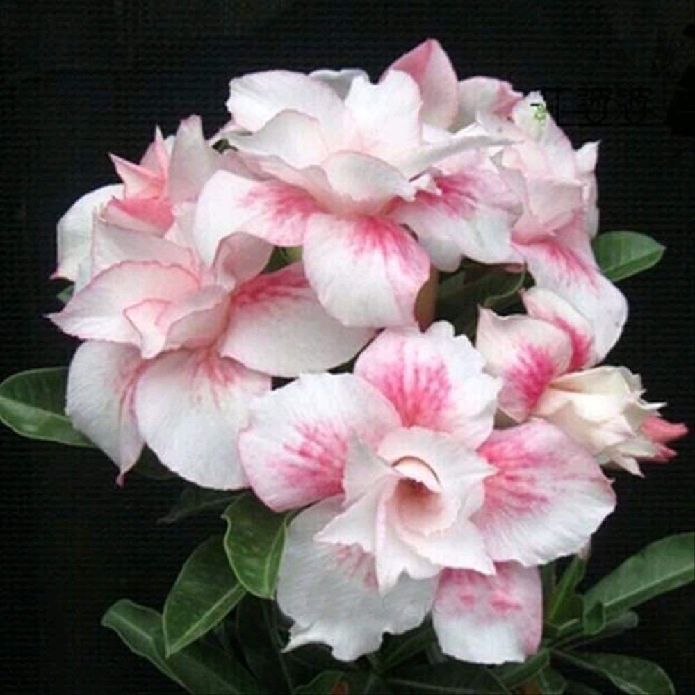 Jual Benih Adenium Unique Light Pink Double Flowers Red Stripe Plants ...