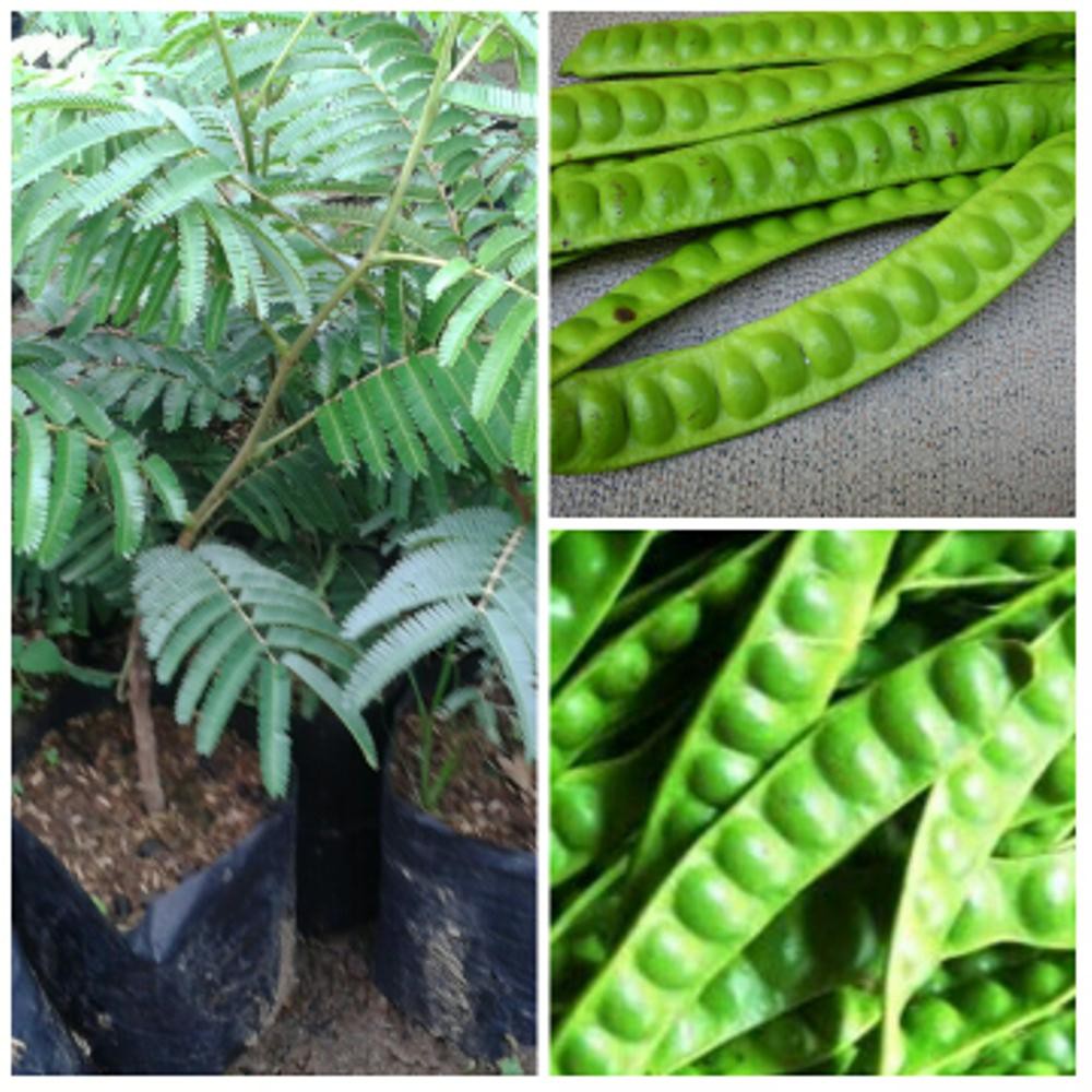 Jual Tanaman Petai (Pete) | Shopee Indonesia
