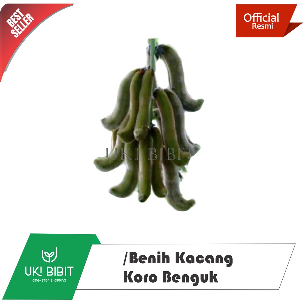 Jual ( 100 Gram ) Benih Biji Kacang Koro Benguk | Mucuna ...