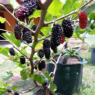 Jual bibit tanaman buah mulberry/pohon murberry/murbey/murbei | Shopee ...