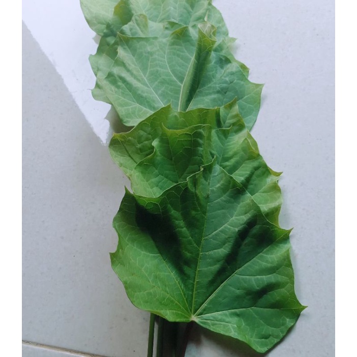 Jual daun jarak pagar segar per lembar | Shopee Indonesia