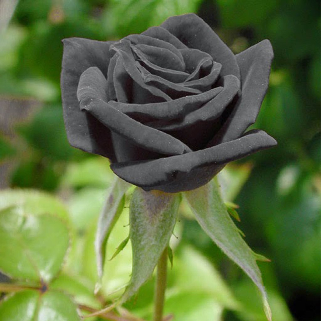 Jual Biji Bunga Mawar Black Rose Import - Bibit Tanaman Pohon Bunga ...