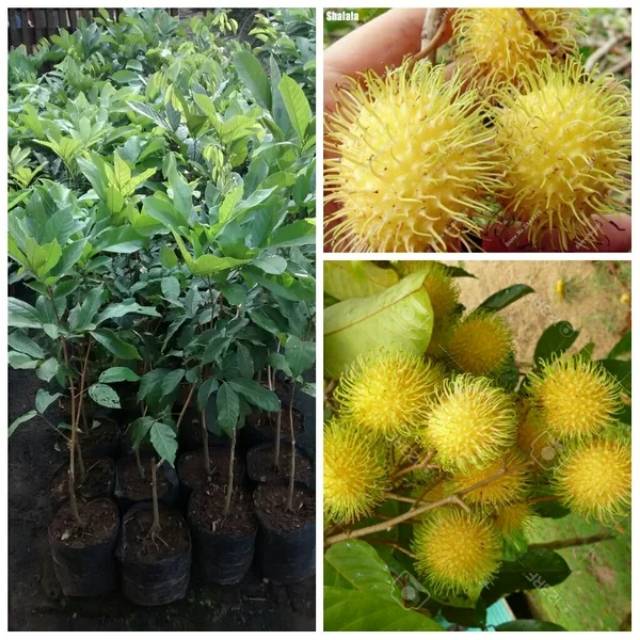 Jual bibit rambutan sinyonya | Shopee Indonesia