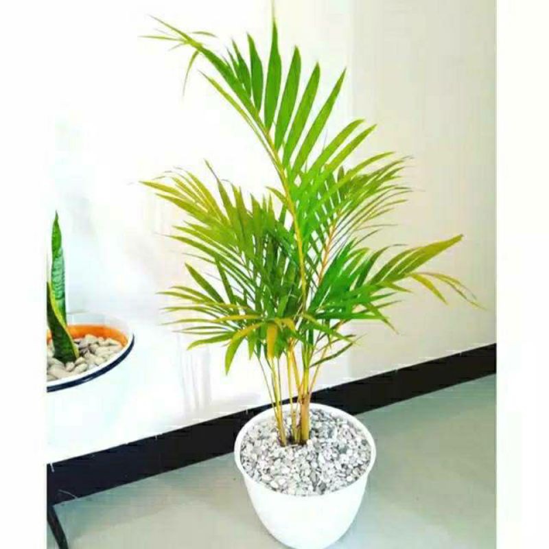 Jual Tanaman Palem Kuning Tanaman Indoor Palem Kuning | Shopee Indonesia