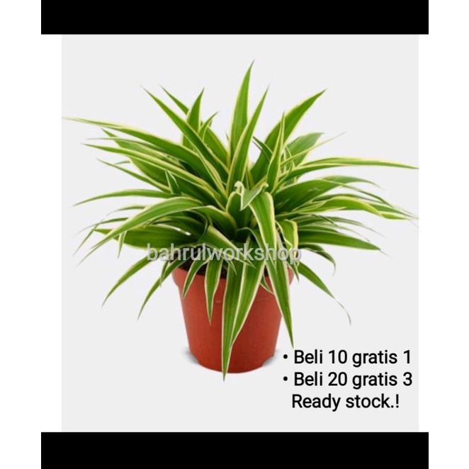 Jual Tanaman hias lily paris spider pesan 10 bonus 1 tanaman | Shopee ...