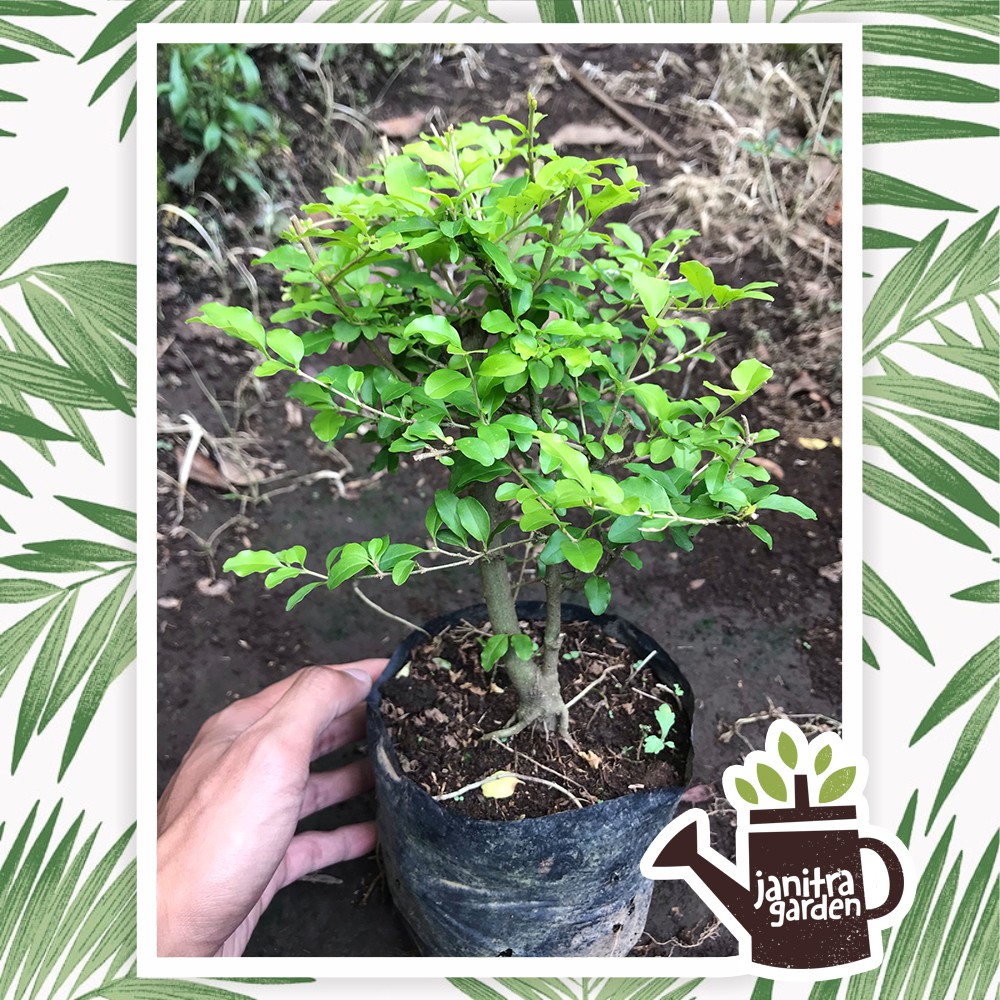 Jual Bahan Bonsai Legistrum Ligustrum Kututan | Shopee Indonesia