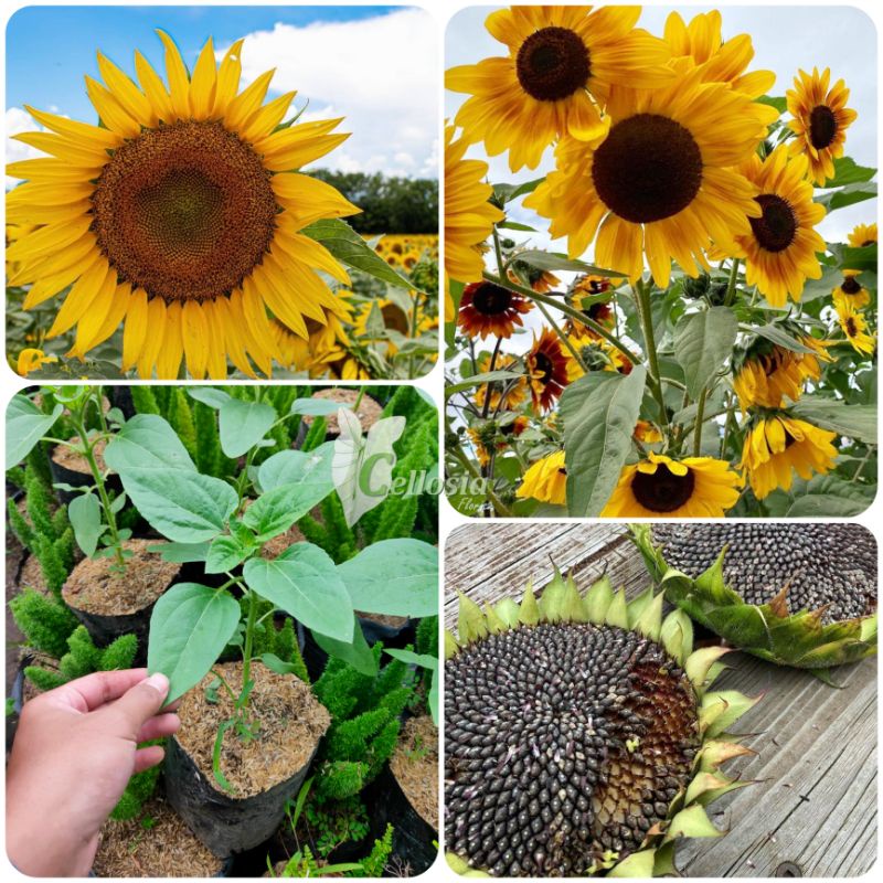 Jual Bibit Tanaman Bunga Matahari Jumbo (Biji bisa dikonsumsi) | Shopee ...