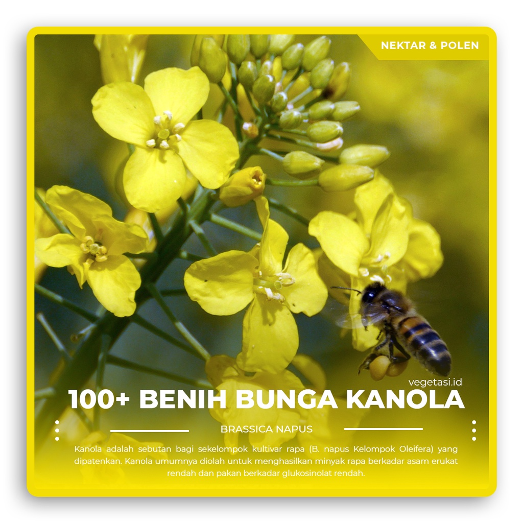 Jual Benih Bunga Kanola isi 500+ Biji Canola / Brassica napus untuk ...