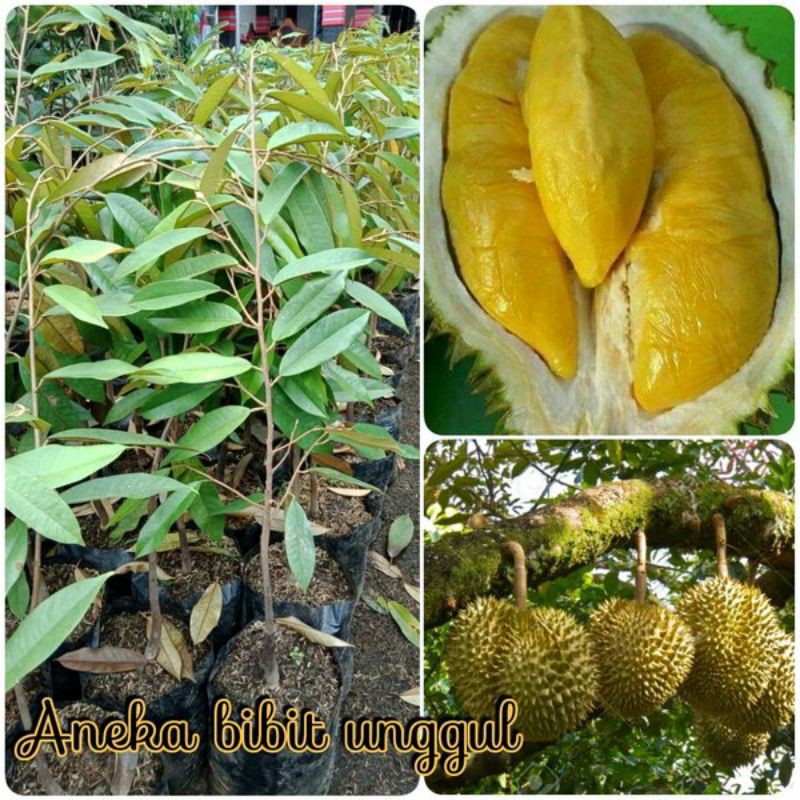 Jual Bibit Durian Musangking Super 50cm (bisa berbuah dalam pot ...