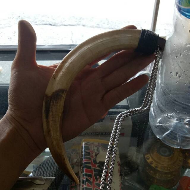 Jual Tarbi Taring Babi Hutan Jumbo 19.5cm Asli Kalimantan | Shopee ...