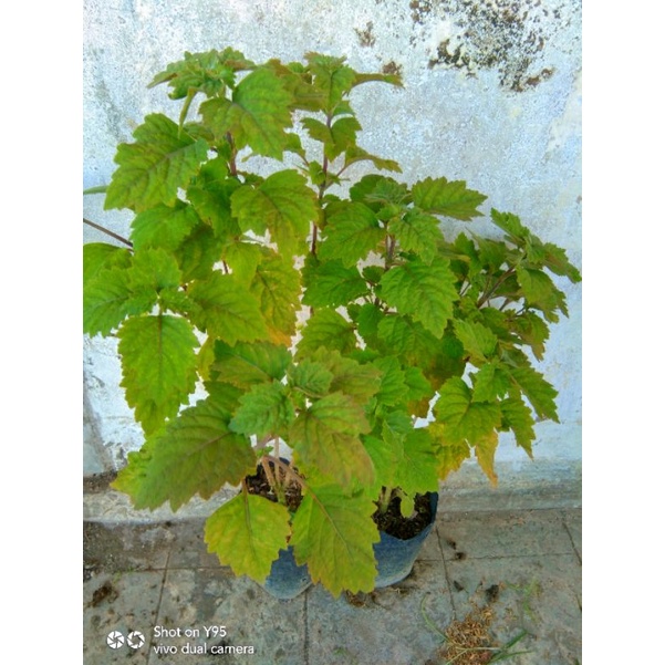 Jual bibit Nilam Aceh BIBIT TANAMAN HERBAL DAUN NILAM MURAH | Shopee ...