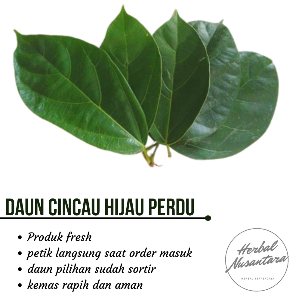 Jual Daun Cincau Hijau Pilihan - Dipetik langsung dijamin segar ...