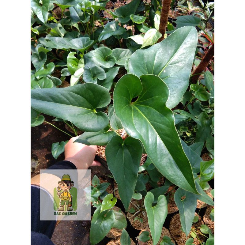 Jual Anthurium Corong Remaja / Anthurium Brownii | Shopee Indonesia
