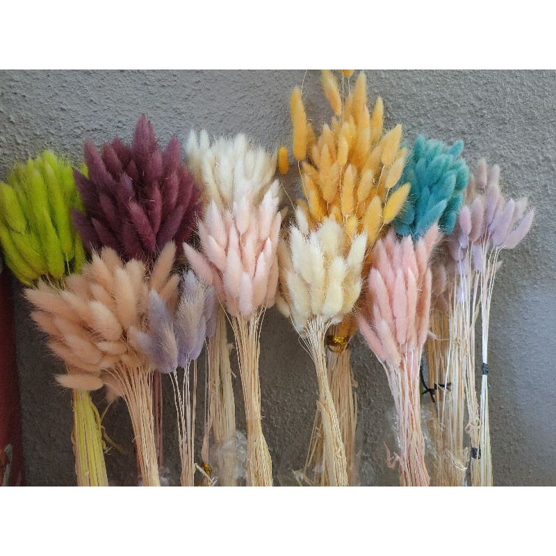 Jual Import Lagurus / Bunny Tail Preserved / dried flower / bunga ...