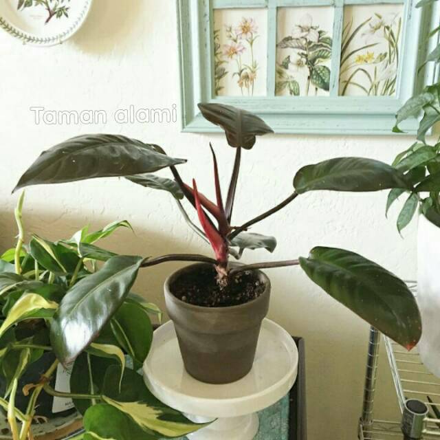 Jual Tanaman hias black cardinal rambat - tanaman indoor black cardinal ...