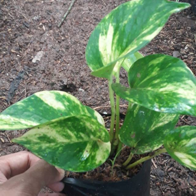 Jual Tanaman Hias Sirih Gading Hijau - Pohon Sri Gading Hijau | Shopee ...