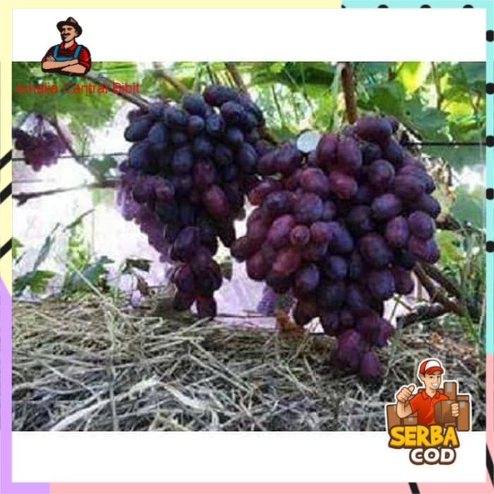 Jual Bibit anggur import sherkan Grafting | Shopee Indonesia